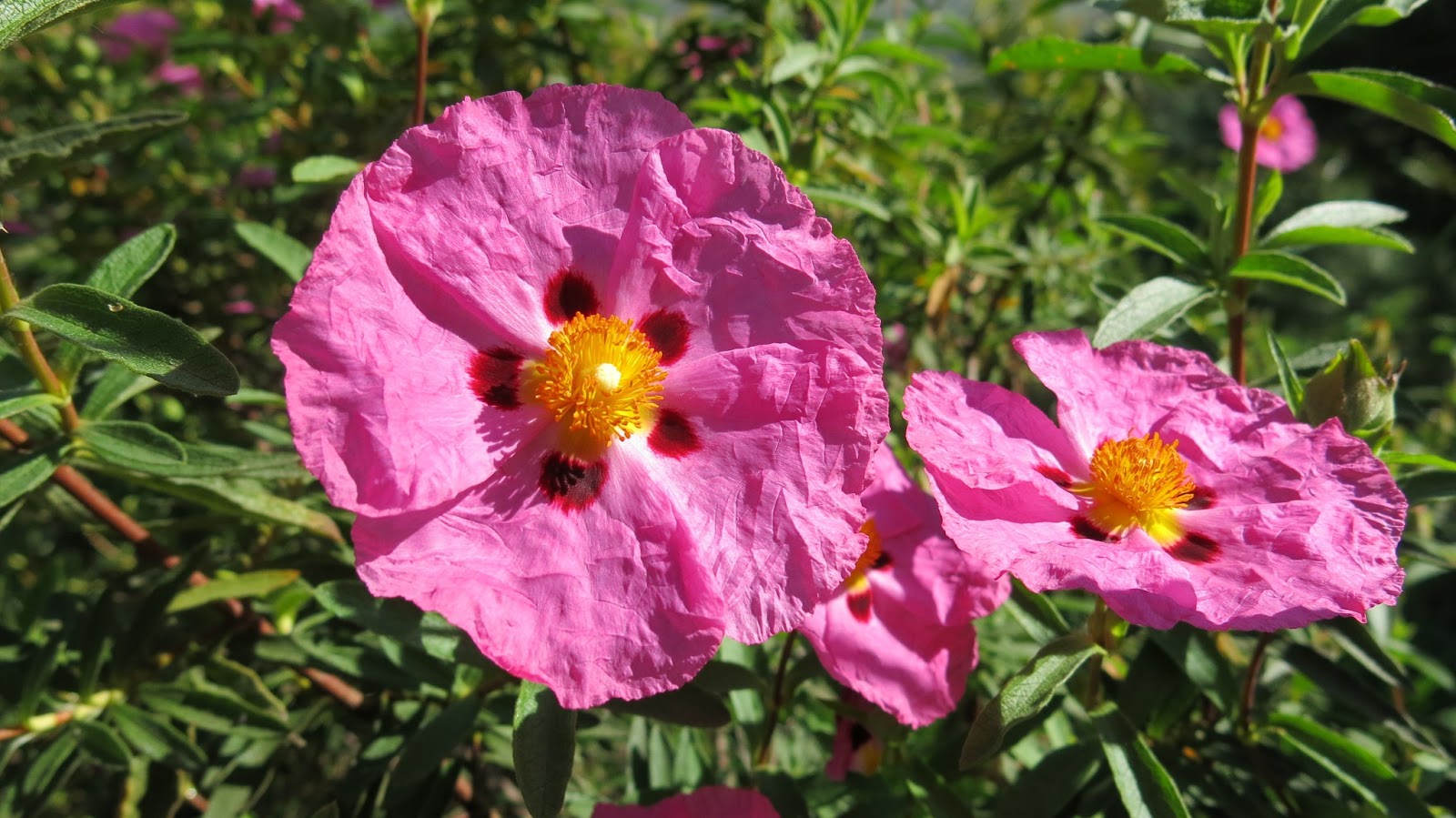 Star Essence Blog: Making the Rock Rose Essence