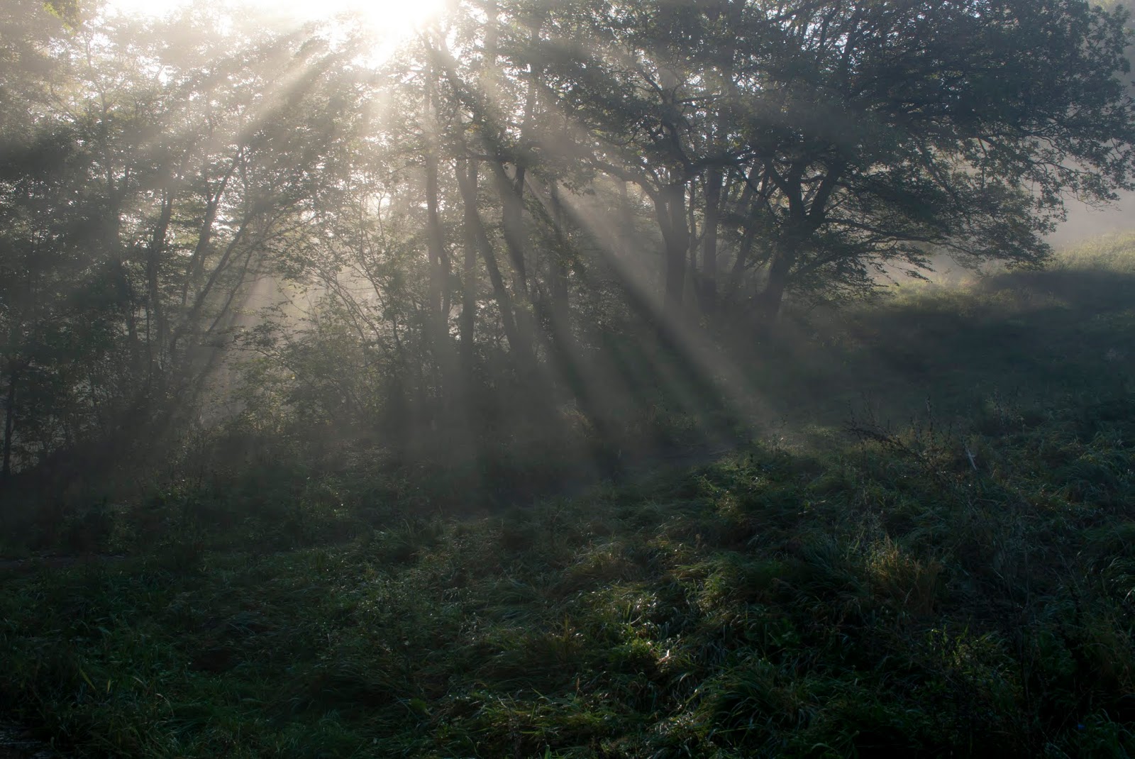 Történetek képekkel: Elvarázsolt erdő