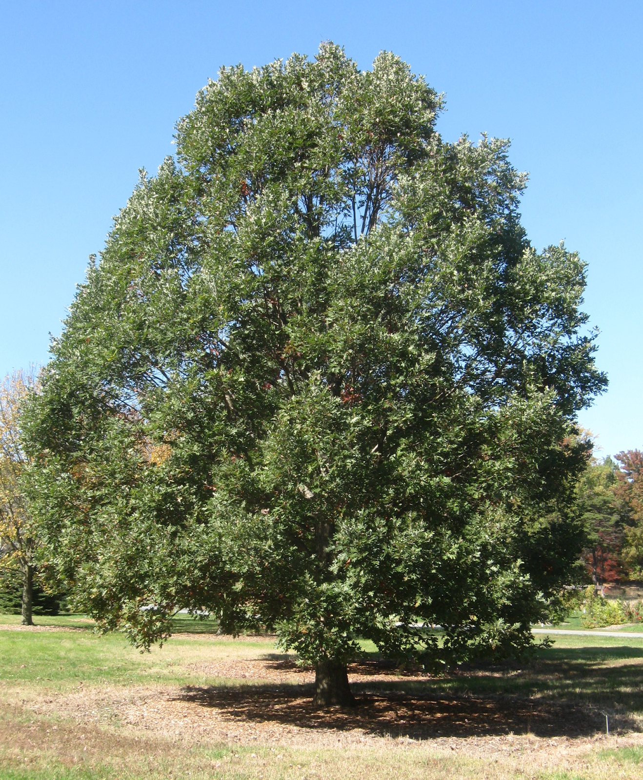 randuwa: National Arboretum Big Day, part 1: Gardens of State Trees