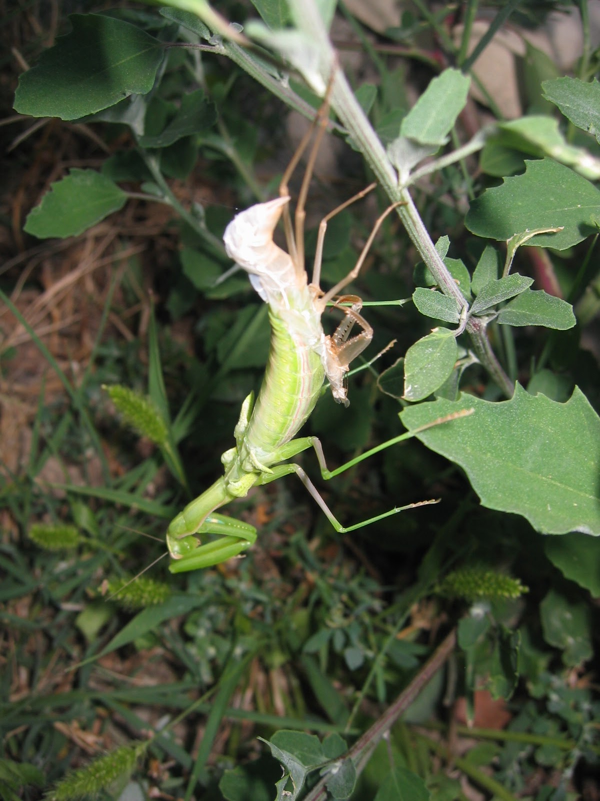 DeuxTsansH: Les Mantes : Une religion