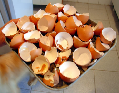 LAGOA SALGADA-RN: 10 maneiras de usar a casca de ovo