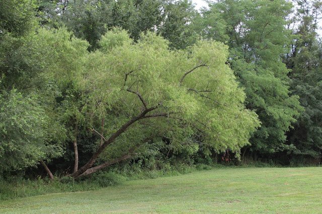 Nature Devotions : Black Willow