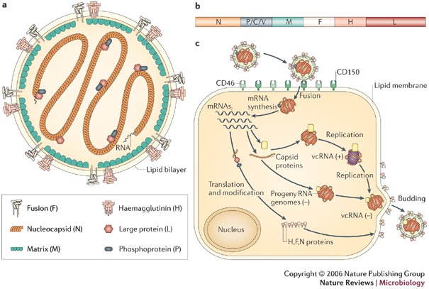 Infection Landscapes: Measles Part 1: The Virus, the Disease, and the ...