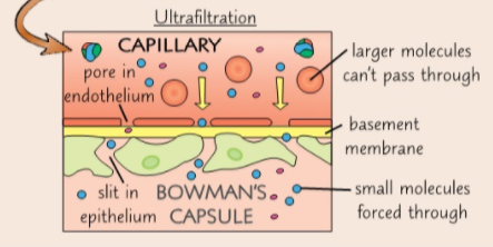 A Level Notes AQA: Organisms Respond To Changes In Their Environment ...