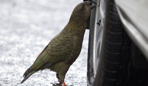 ANIMALS BEHAVING BADLY: Birds birds birds