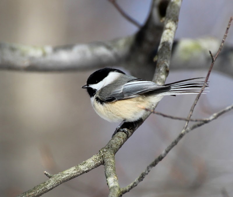 Listening in Nature: Chickadee Call-and-Response