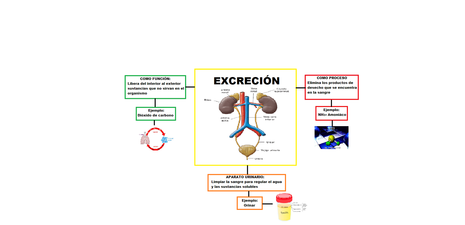 TAREAS DE BIOLÓGICA : MAPA MENTAL 2: EXCRECIÓN