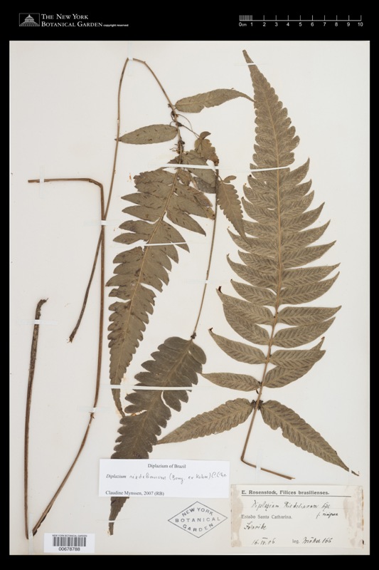 FAMILIA DE HELECHOS EN PUERTO RICO: WOODSIACEAE( ATHYRIACEAE) DIPLAZIUM