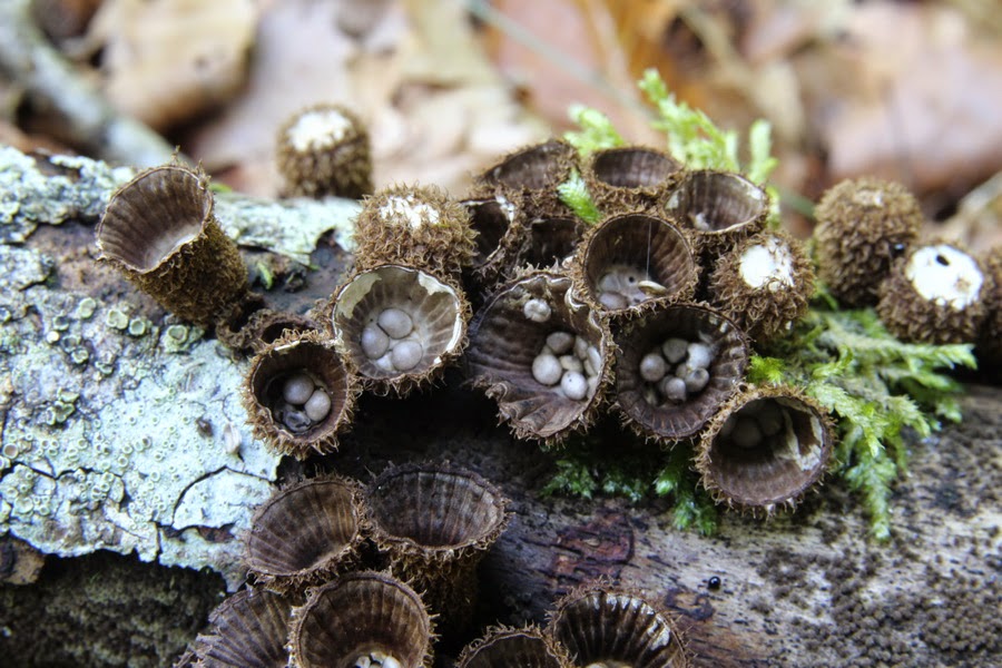 El mundo microscópico de los hongos: Gasteromicetos