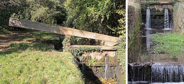 sconzani: Cardiff walks: Forest Farm Nature Reserve