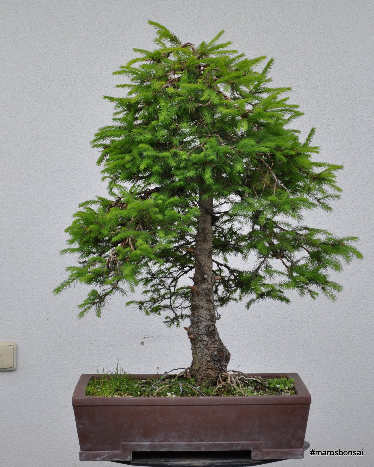 Maros Bonsai Blog: Picea abies No.2