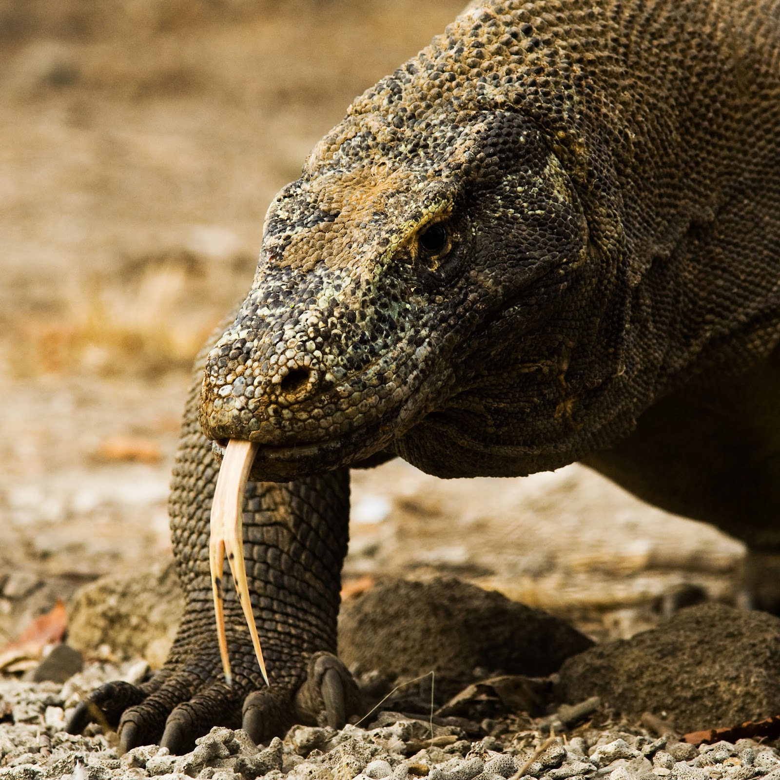 Komodo Dragon - HD Wallpapers | Earth Blog