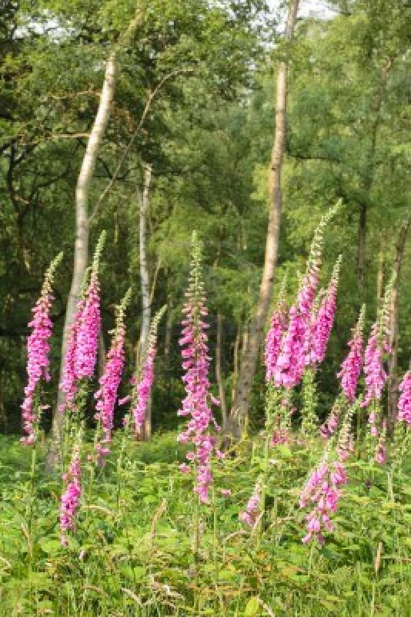 Foxglove Flower Wallpapers ~ HD Wallpapers | Funny Videos | Hot Girls ...