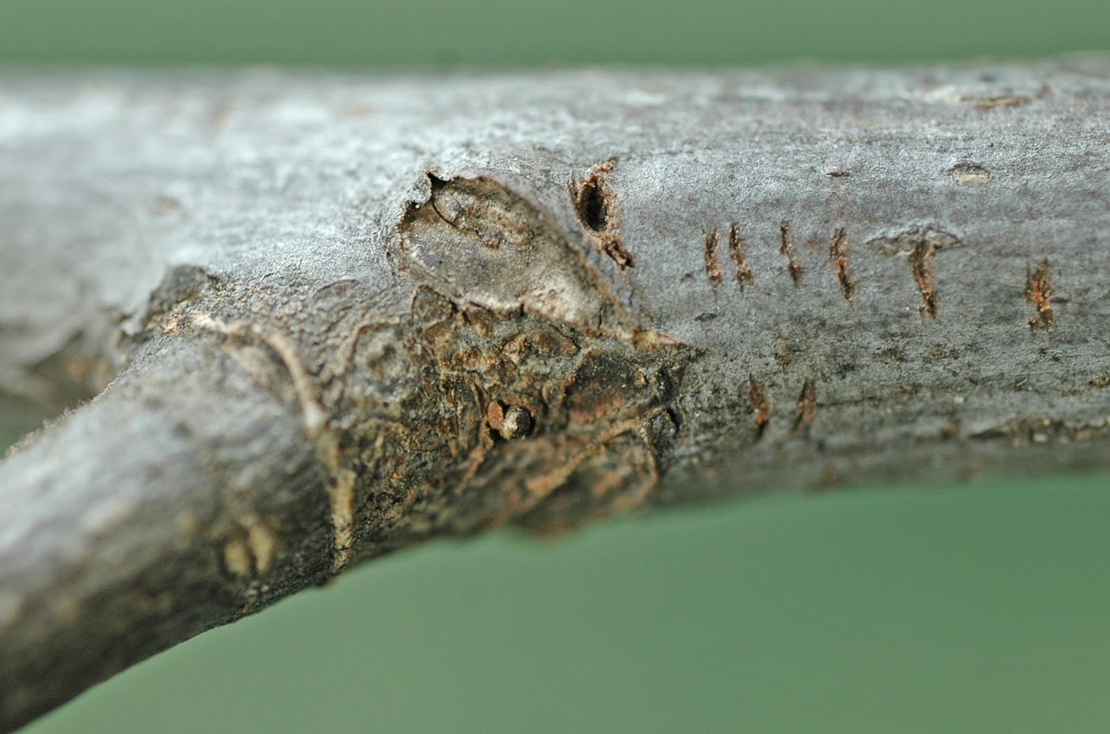 Northern Pecans: Twigs falling from pecan trees