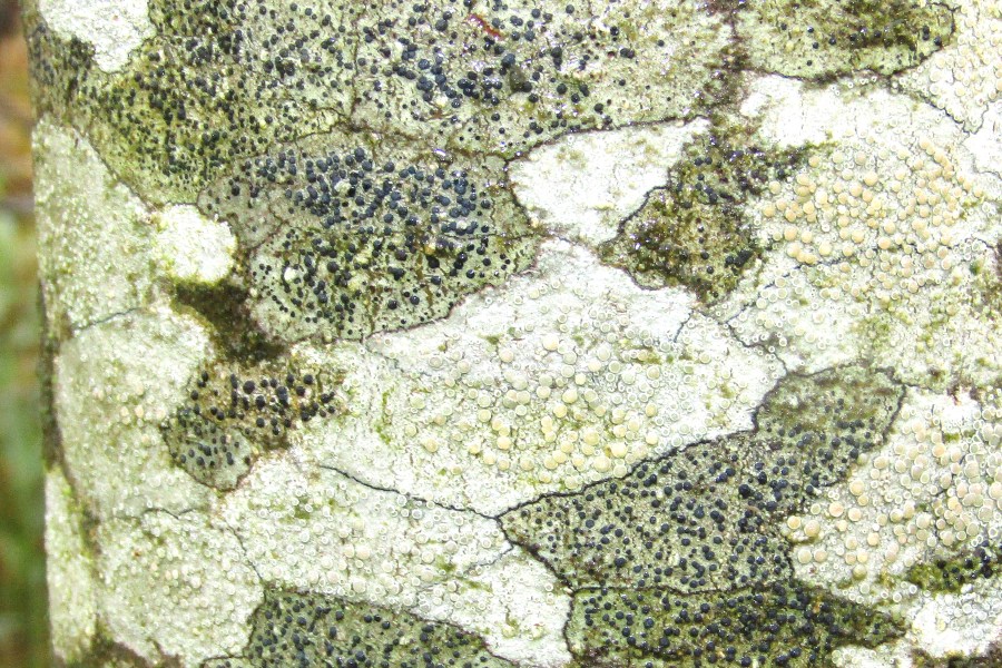 Introduction to lichens