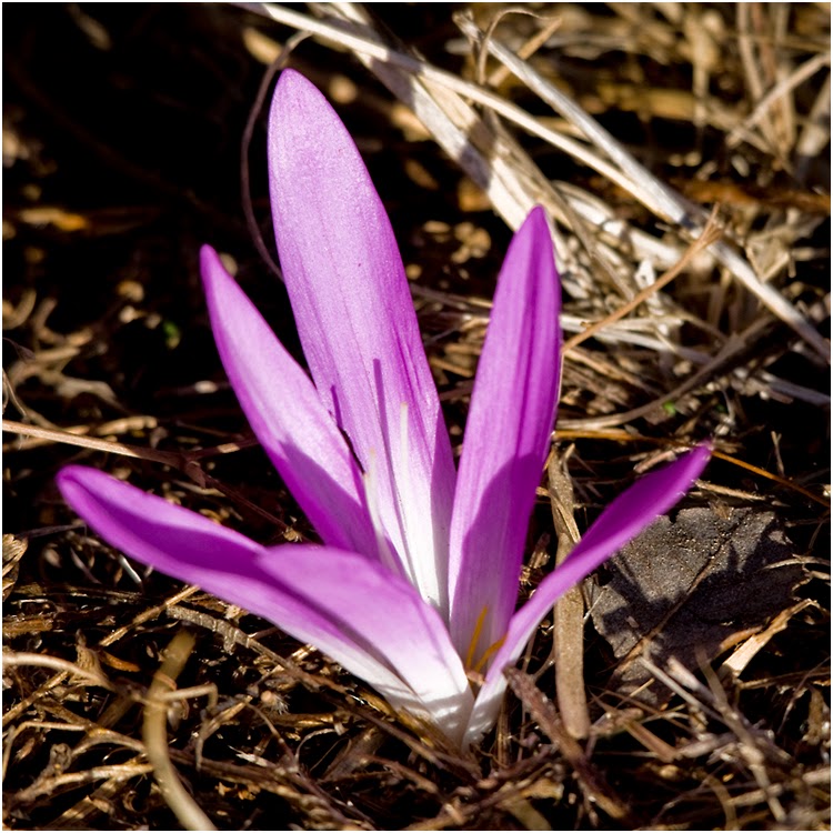 Naturaleza y Etnografía: Roba meriendas (Colchicum sp)