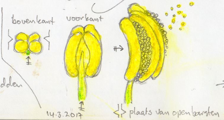 NATUURTEKENINGEN: Wilgentak, vrouwtje