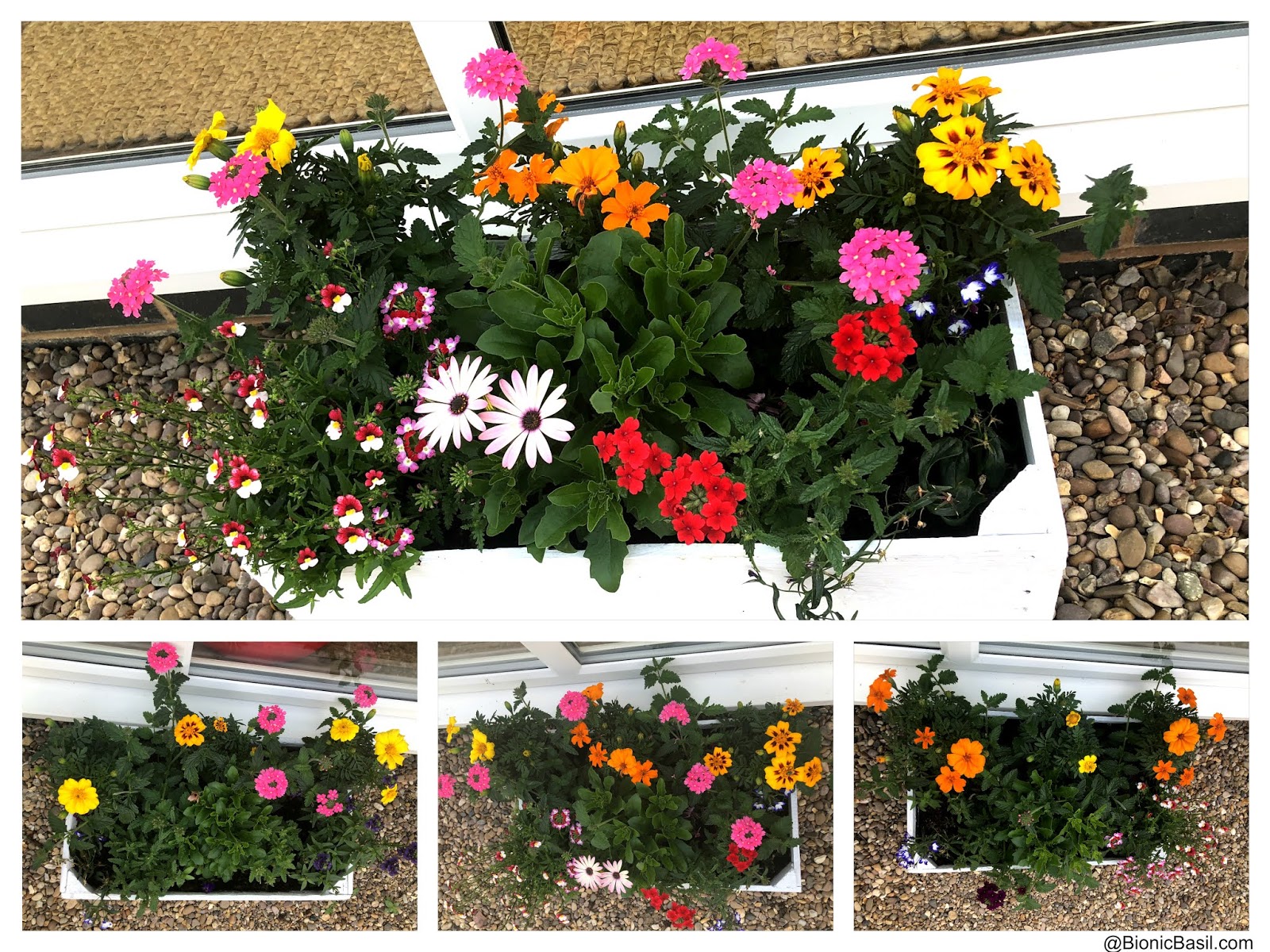 Bionic Basil® home of Basil and The B Team: Welcome To Gardening with ...