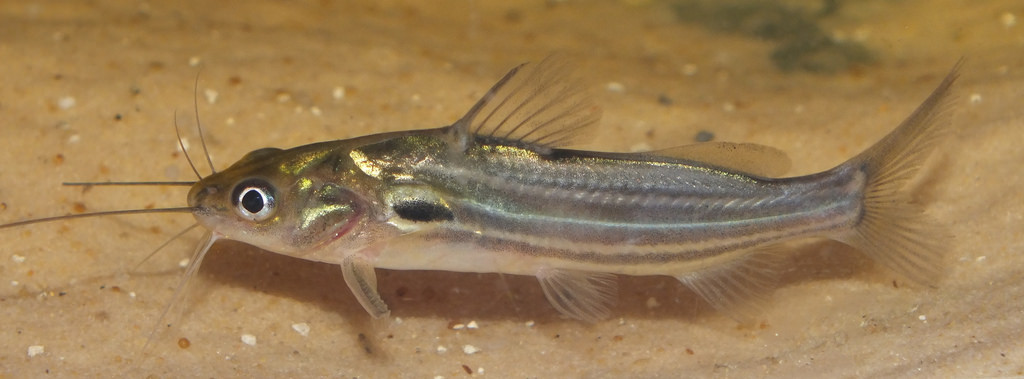 Mystus vittatus - Striped dwarf catfish - Iri ankutta | FRESHWATER ...