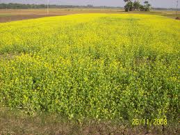 MAIN FEATURES OF OLERICULTURE: CLASSIFICATION OF VEGETABLES