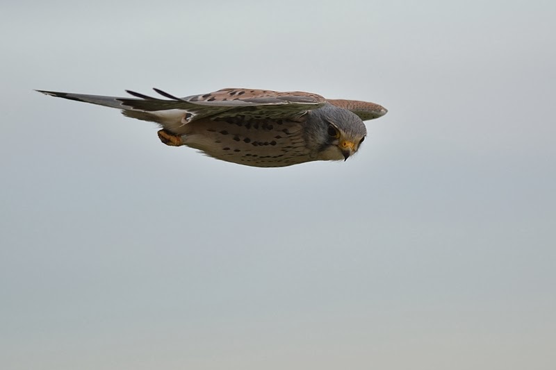 Outdoor Photography: Torenvalk