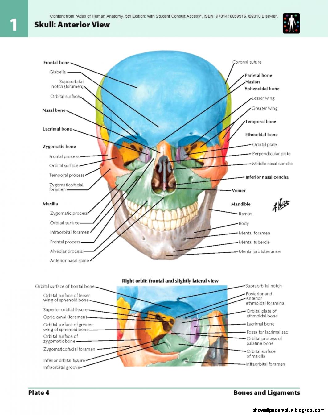 Anatomie Online