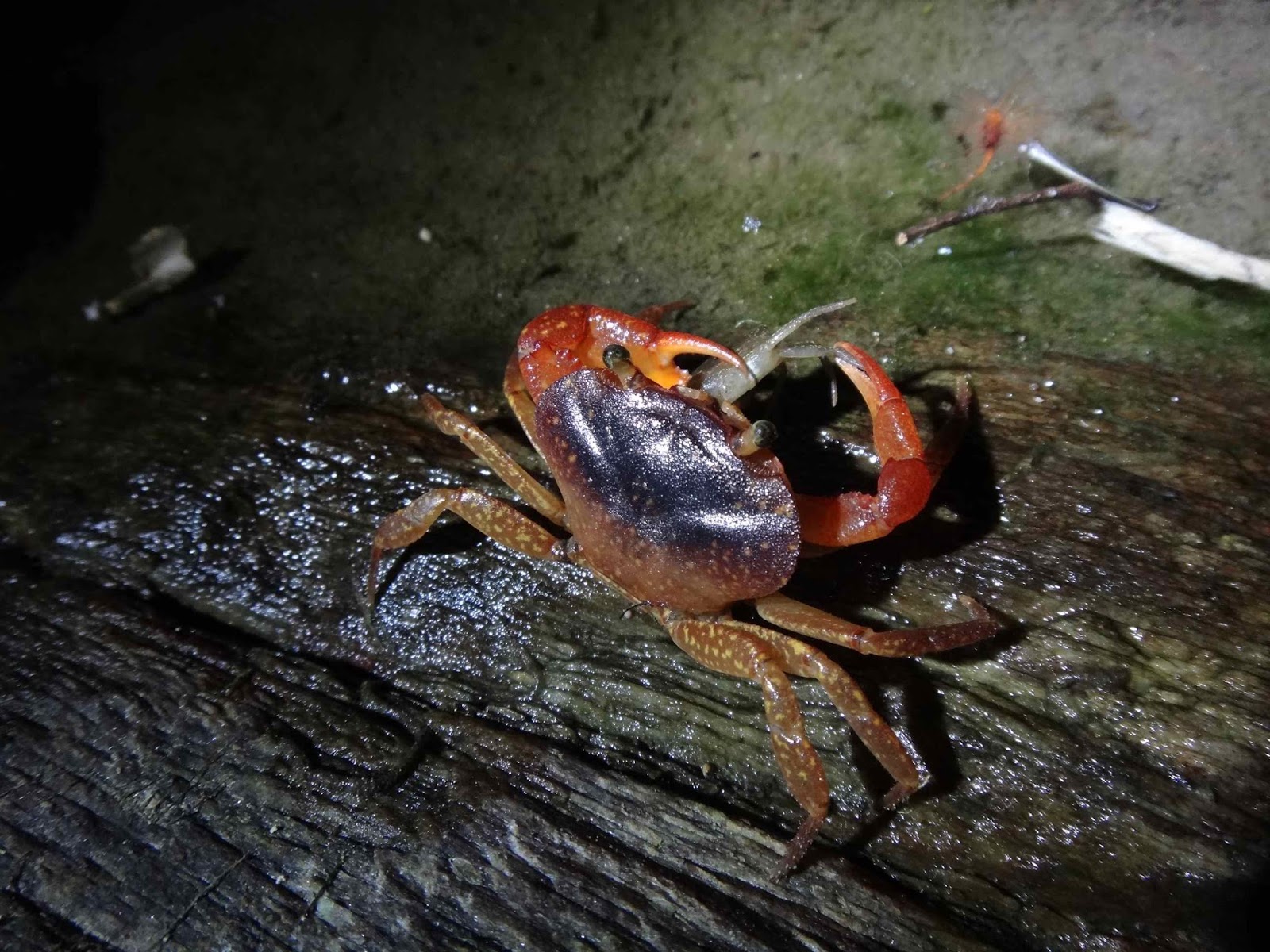 Meet the Manicou Crab: Main Ridge Mountain-dweller
