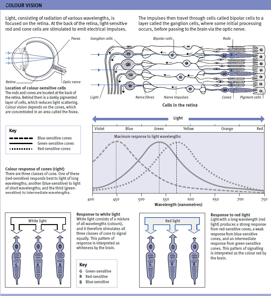 colour vision ~ Nursing