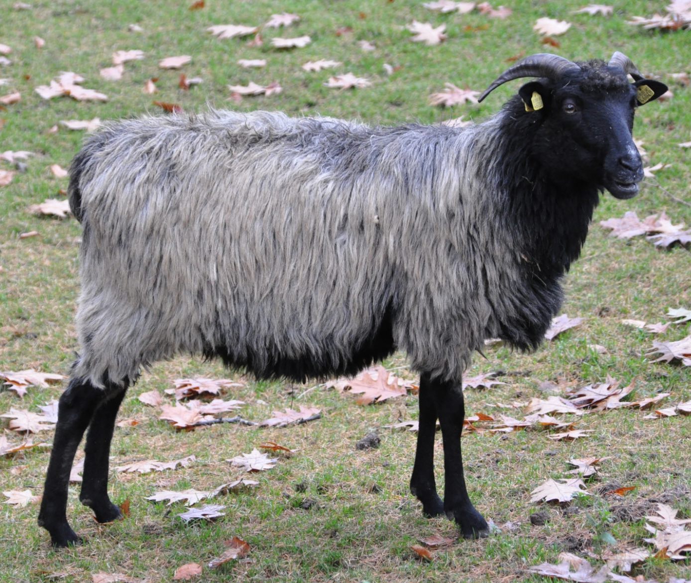 MY STEIFF LIFE: Come Learn Moor About This Wonderful Steiff Studio Sheep