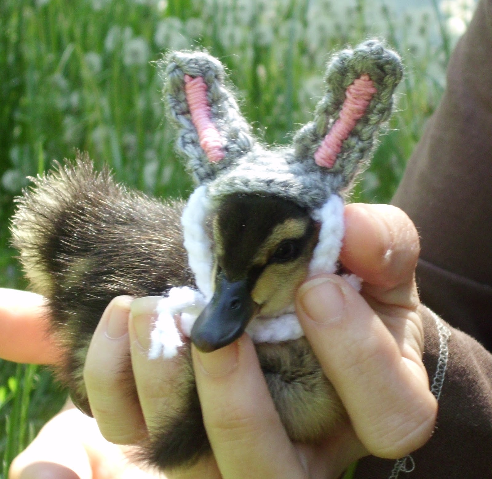 The Purple Coop: Ducklings and Chickens Crochet Bunny Ears Hat and ...