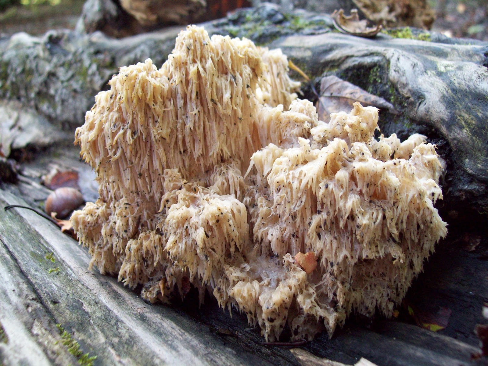 Walking With Ancestors: October 2012