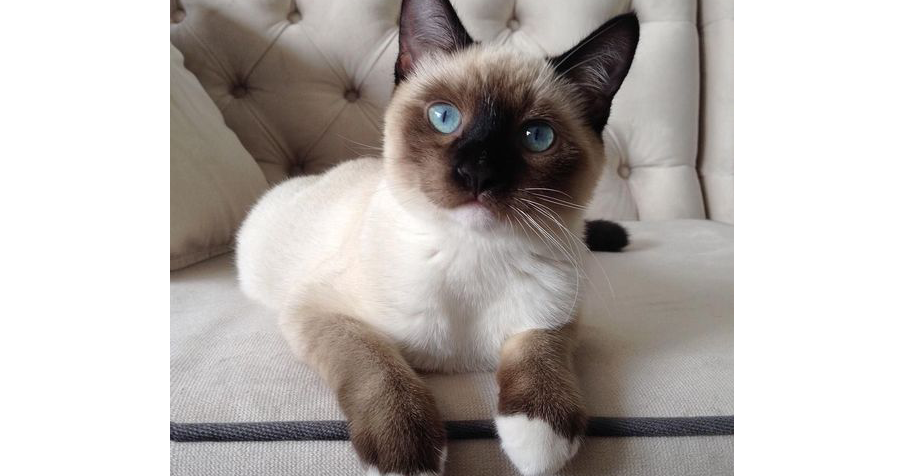 The Snowshoe Cat Breed: Why Are They So Rare? | The Pets Dialogue