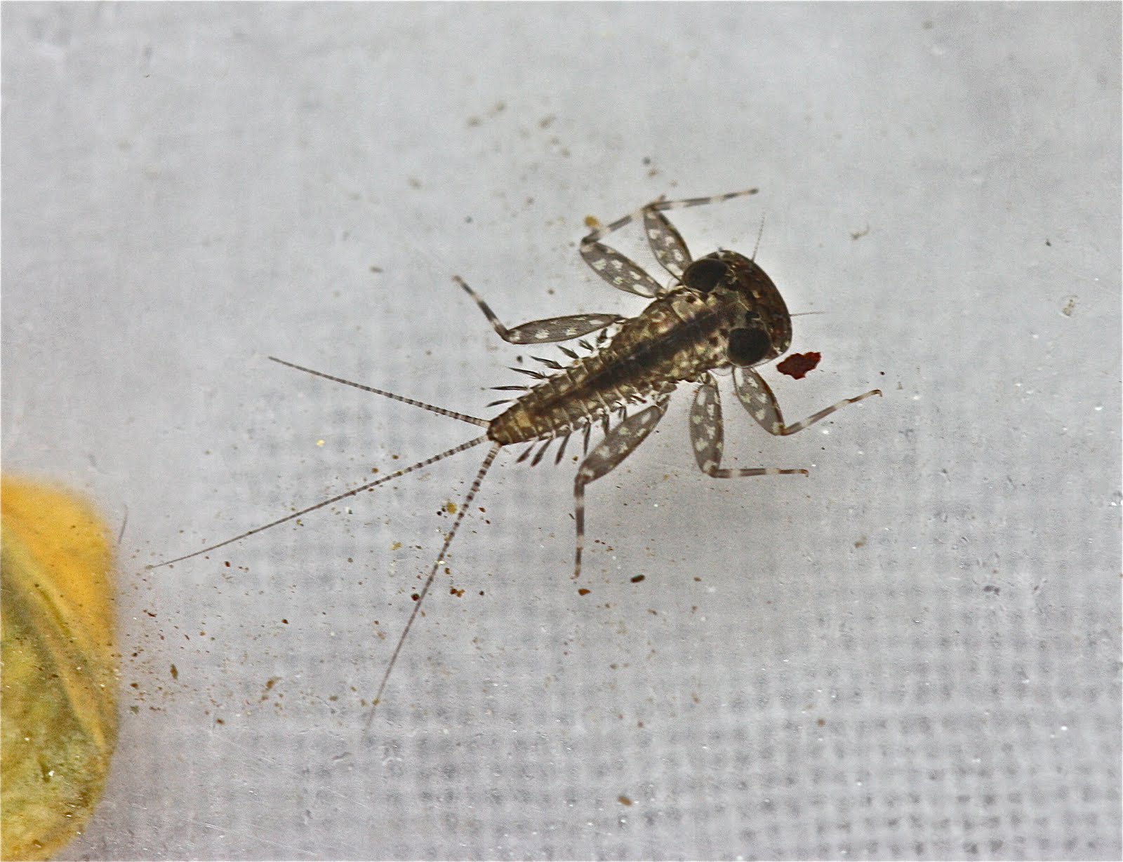 Aquatic Insects of Central Virginia: Looking for Bugs in the Rain: Buck ...