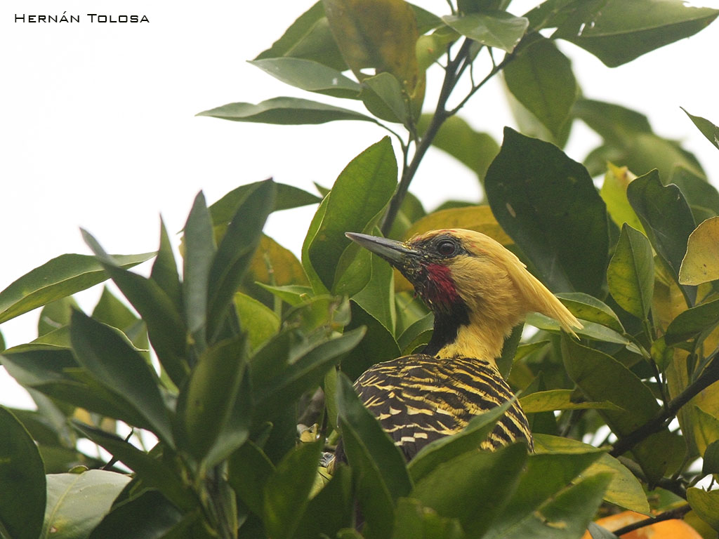 Aves de Argentina: Carpintero copete amarillo (Celeus flavescens)