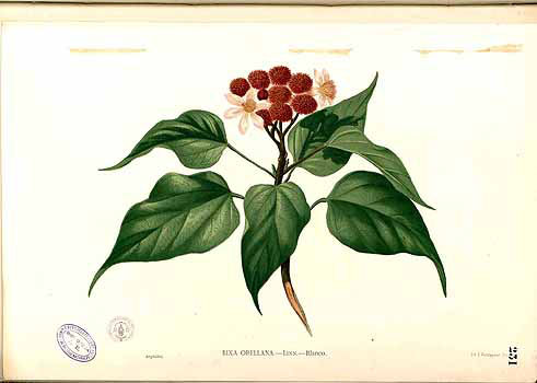 PLANT FAMILIES OF PUERTO RICO AND FLORIDA PAPO VIVES: BIXACEAE NÚM 85 ...