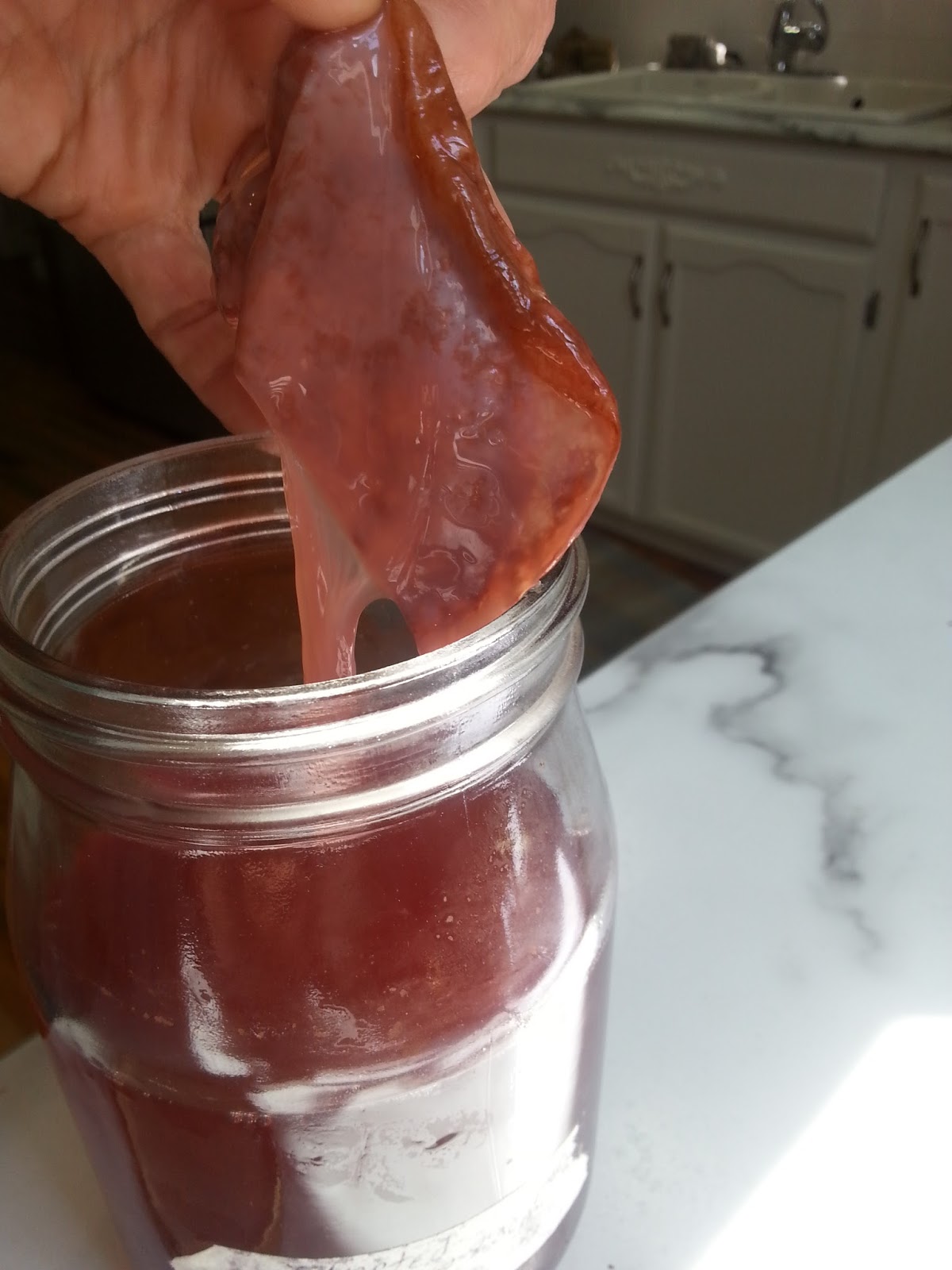Simple Pleasures: Homemade Kombucha and Growing Your Own Scoby