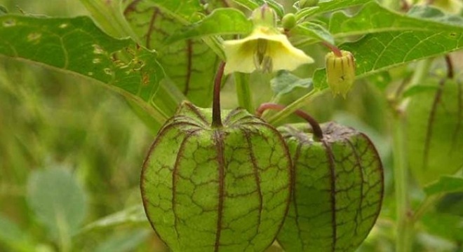 Bán hạt giống cây lồng đèn-Ship toàn quốc - Hạt Giống Hoa