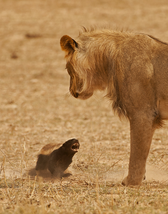 Everything BadAss INC: BadAss Animals Part 2 - Honeybadger [VIDEO]