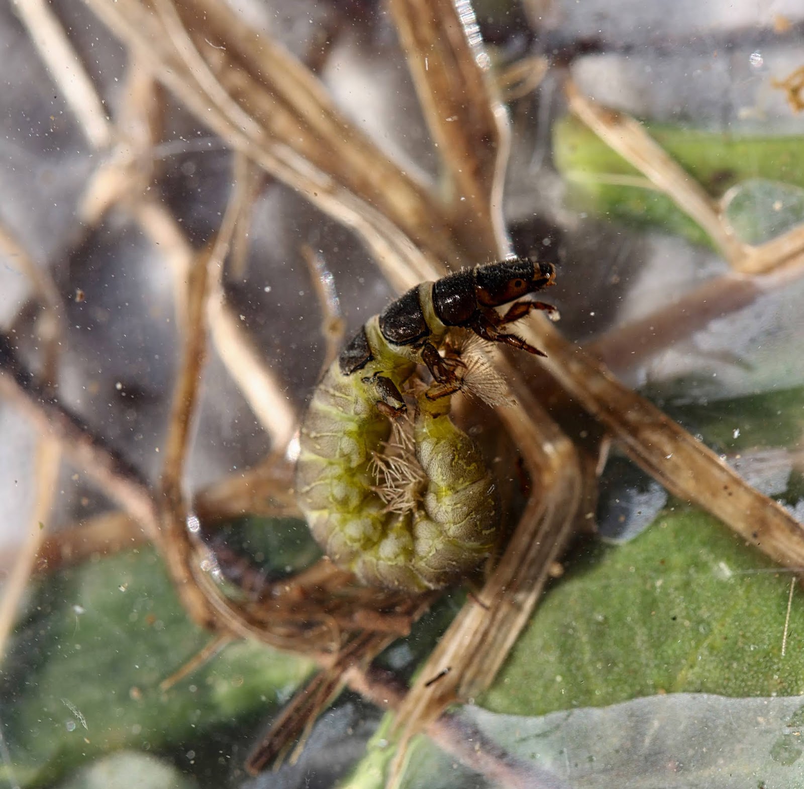 Aquatic Insects of Central Virginia: 2019