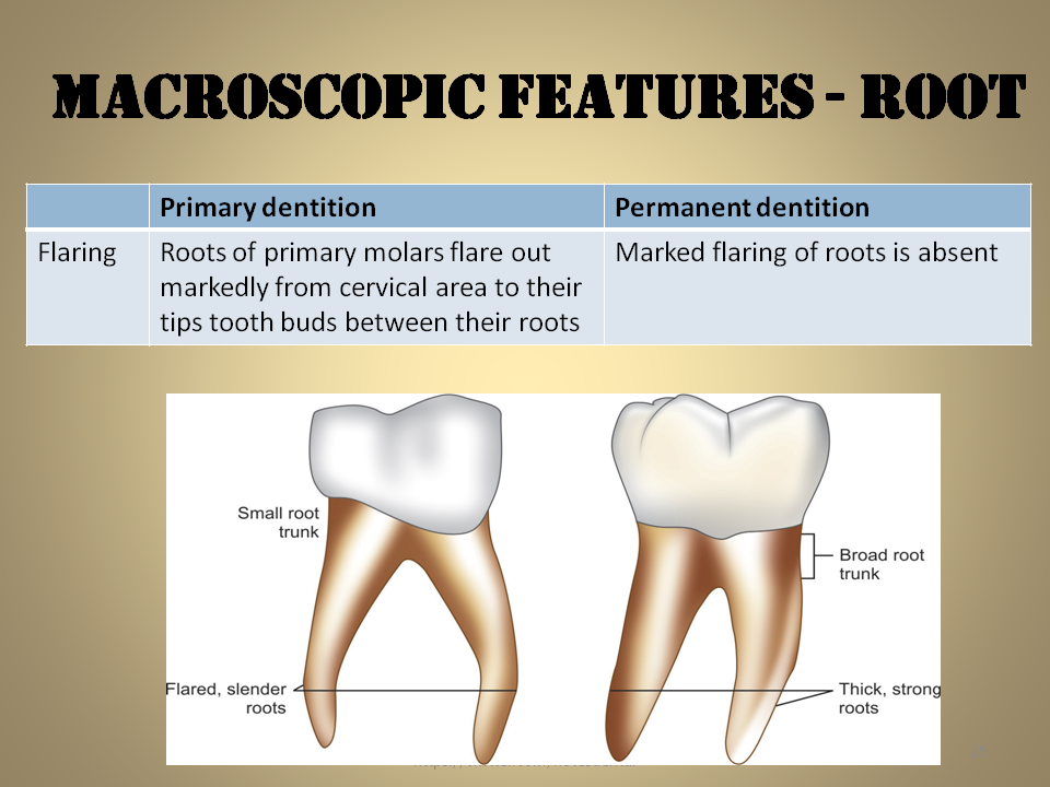 Dental Notes: Differences between Primary and Permanent teeth NOTES (New)