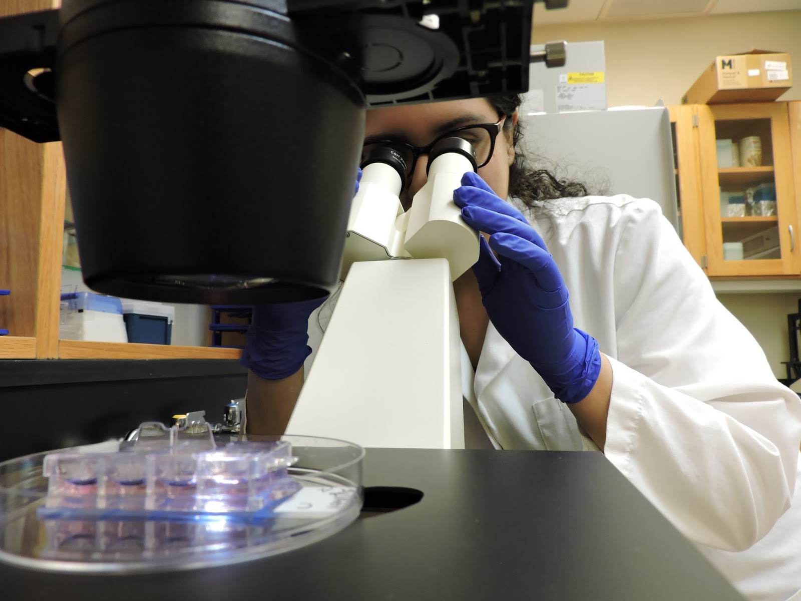 From Skin Cells to Stem Cells: How STU Students are Helping Advance ...