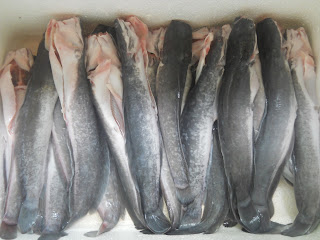 BEKALAN IKAN KELI SEGAR DAN BERSIH DARI LADANG KELI SABAH ~ KELI SABAH ...