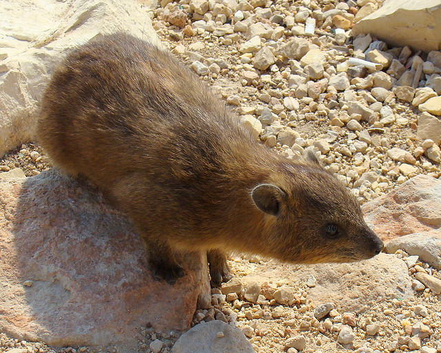 The Hyrax – The Elephant’s Cousin | The Ark In Space