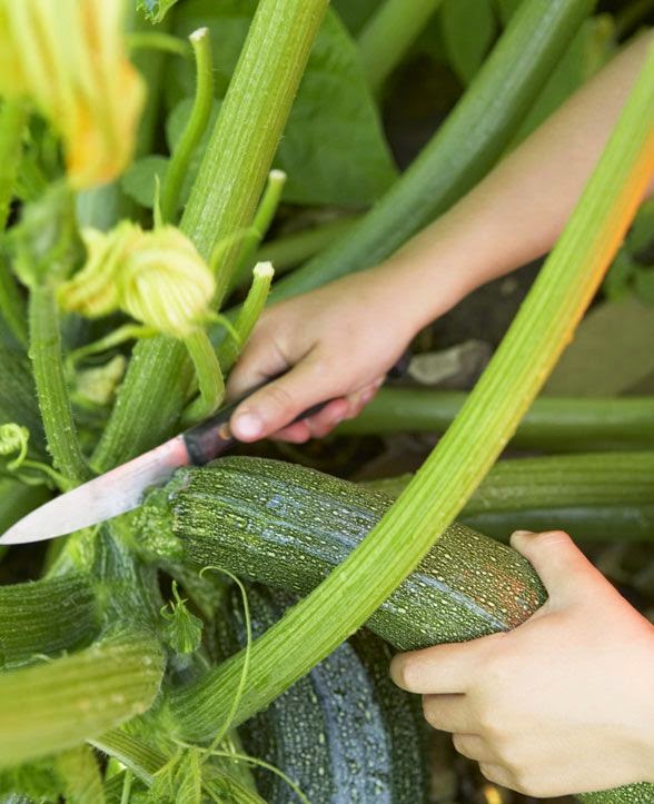 How to Grow Zucchini #vegetable_gardening - Organic Gardening