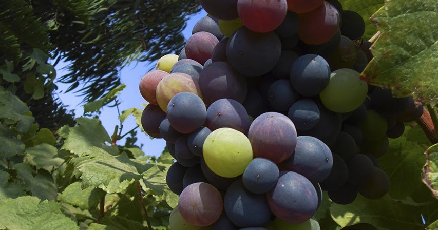 Uvas