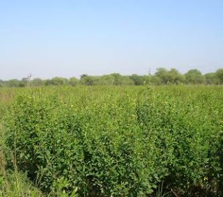 Status of Arhar Crop in Maharashtra