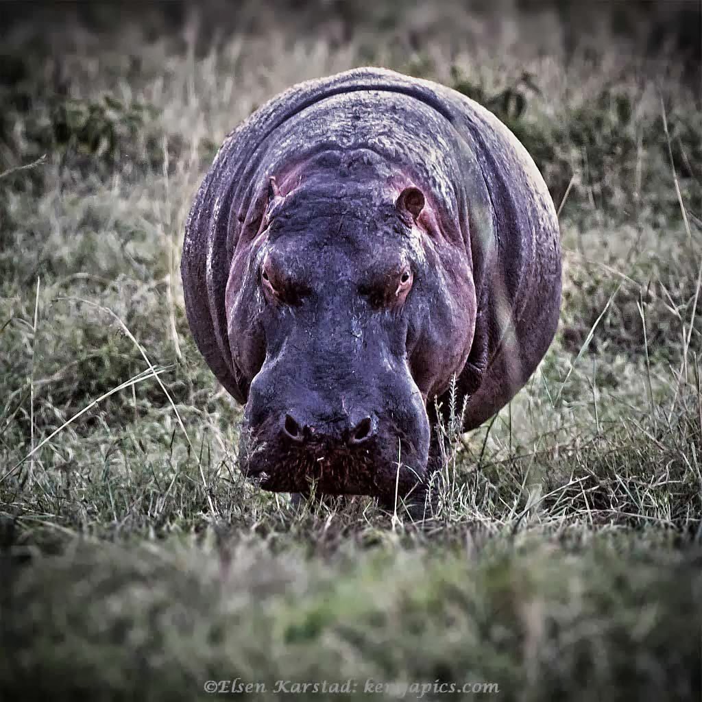 Elsen Karstad's 'Pic-A-Day Kenya': Hippo, Nairobi National Park, Kenya