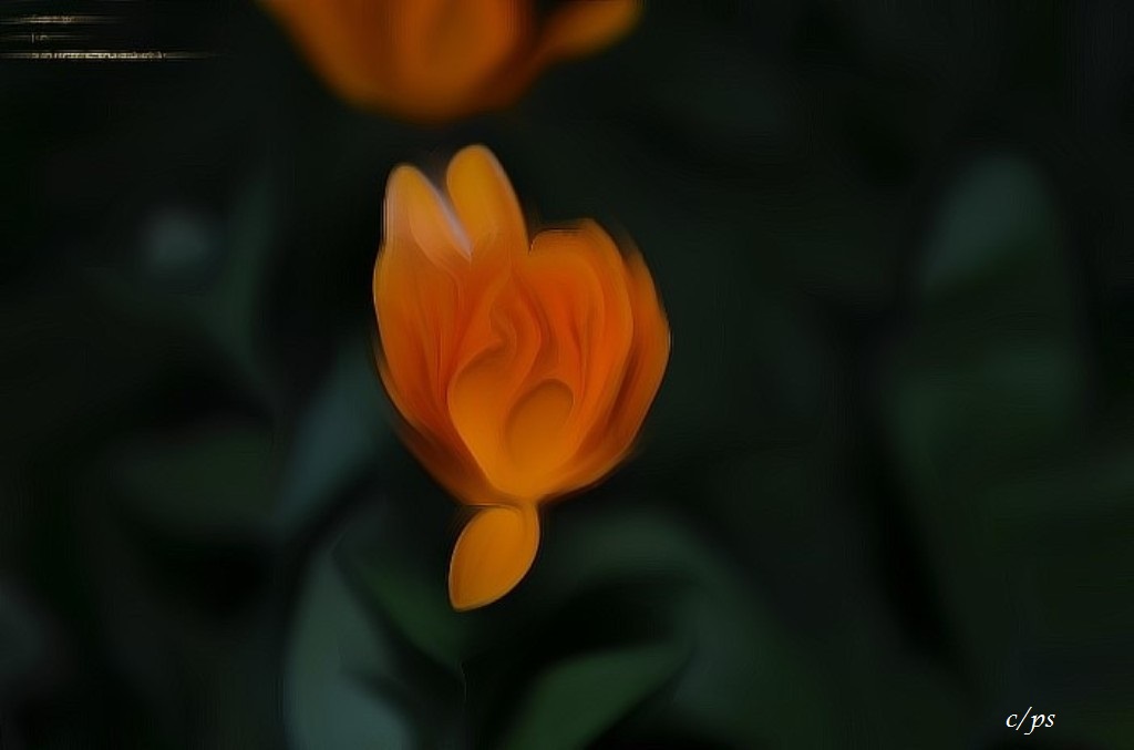 ps-pictureshop: Blumen, flores, Flower, fleurs, květiny, Flores, blomme