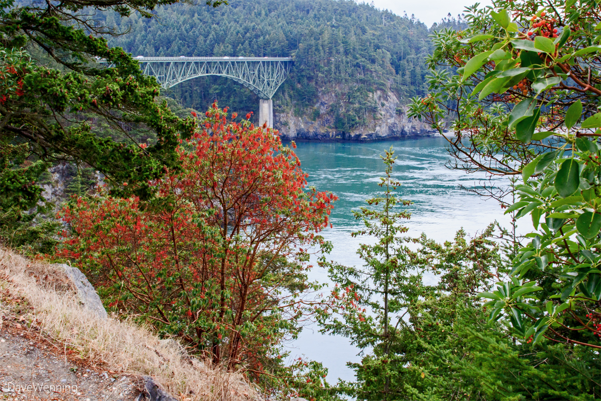 Madronas of Deception Pass
