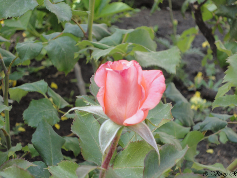 Musafir hoon yaro: Flowers in Lansdowne